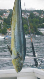 BIG GAME FISHING IN CROATIA - Ponuda